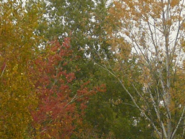 forest side view texture 0007 - Texturelib